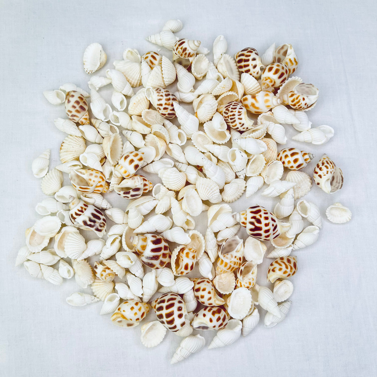 Premuim White Shell Mix Assortment No Hole 150g — Harry & Wilma